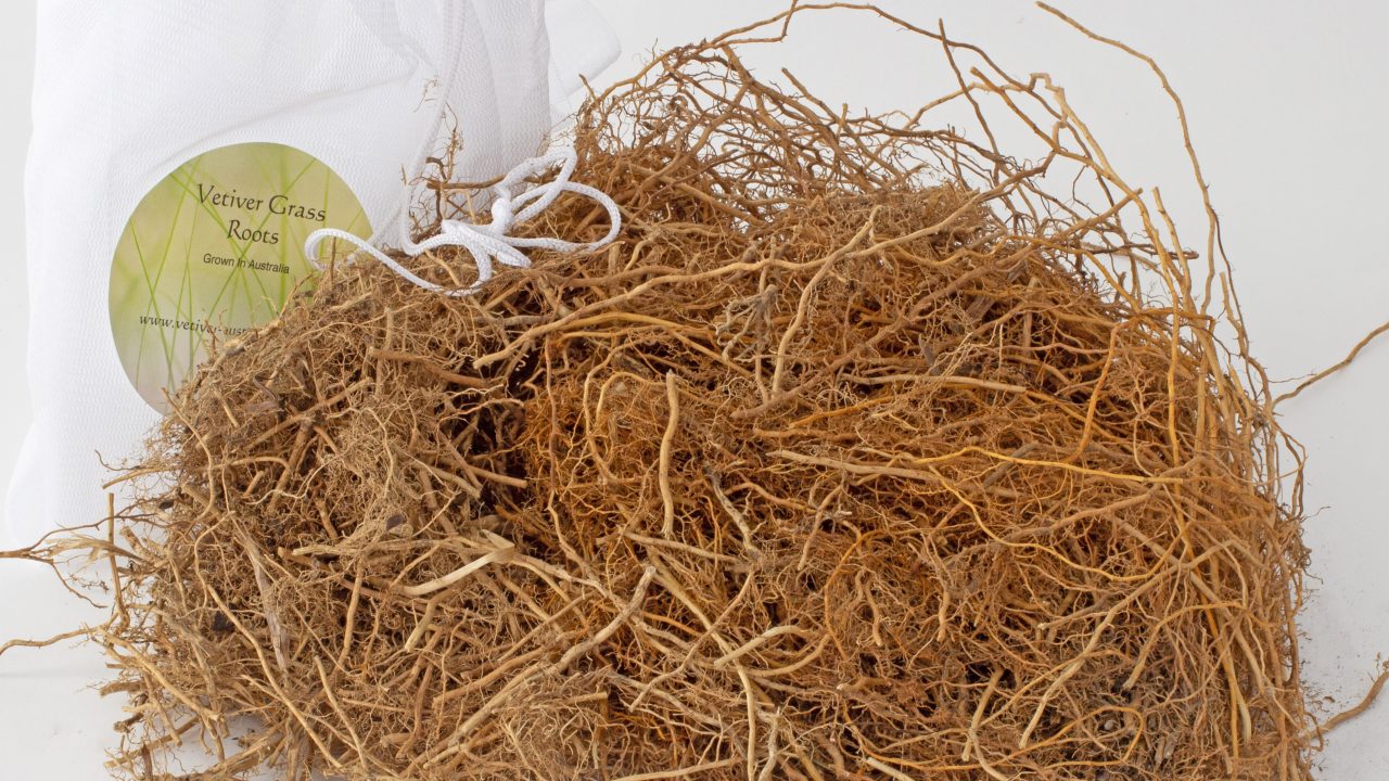Purchase Vetiver Grass in Australia