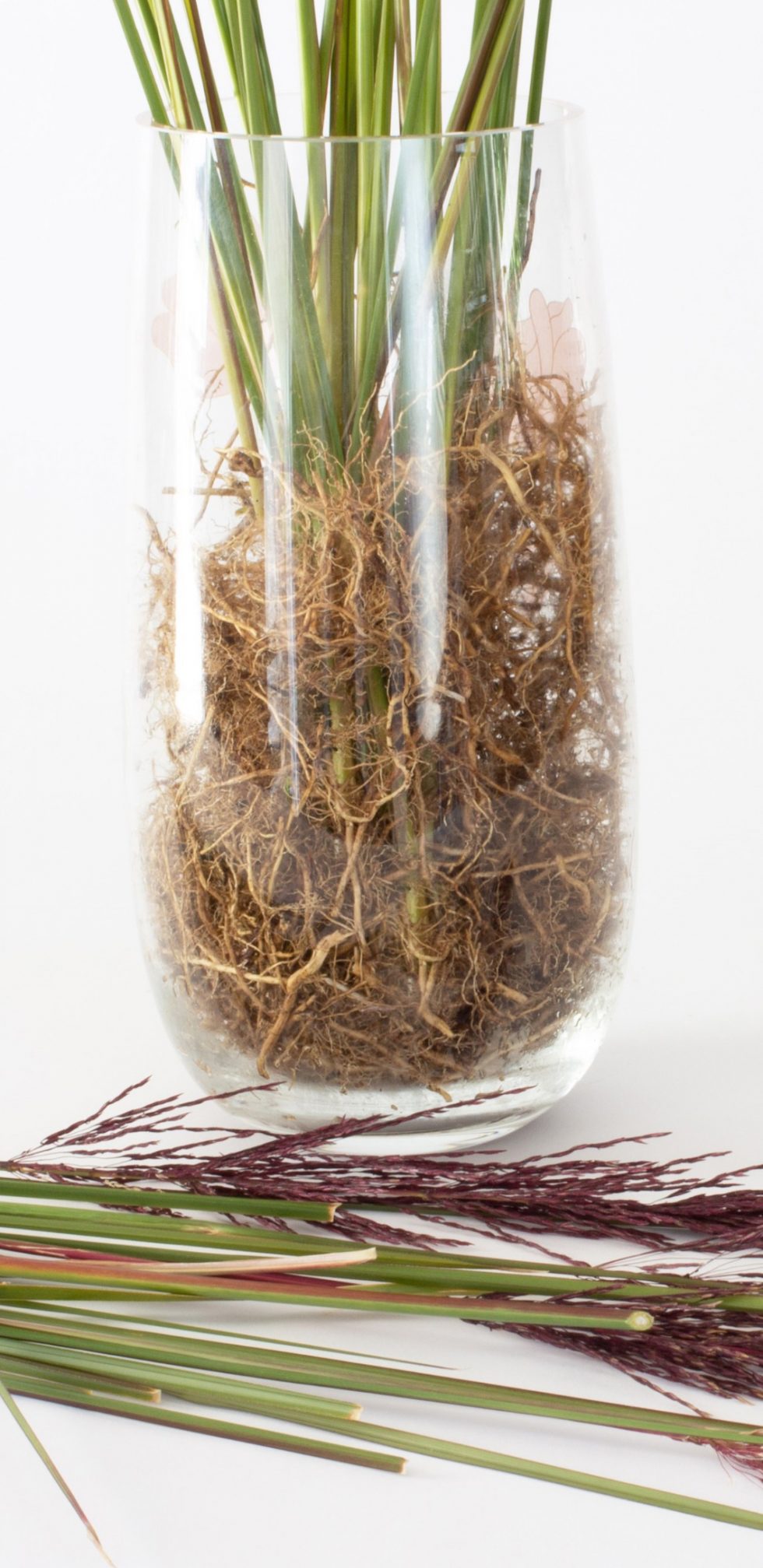 Vetiver Projects - Vetiver Australia