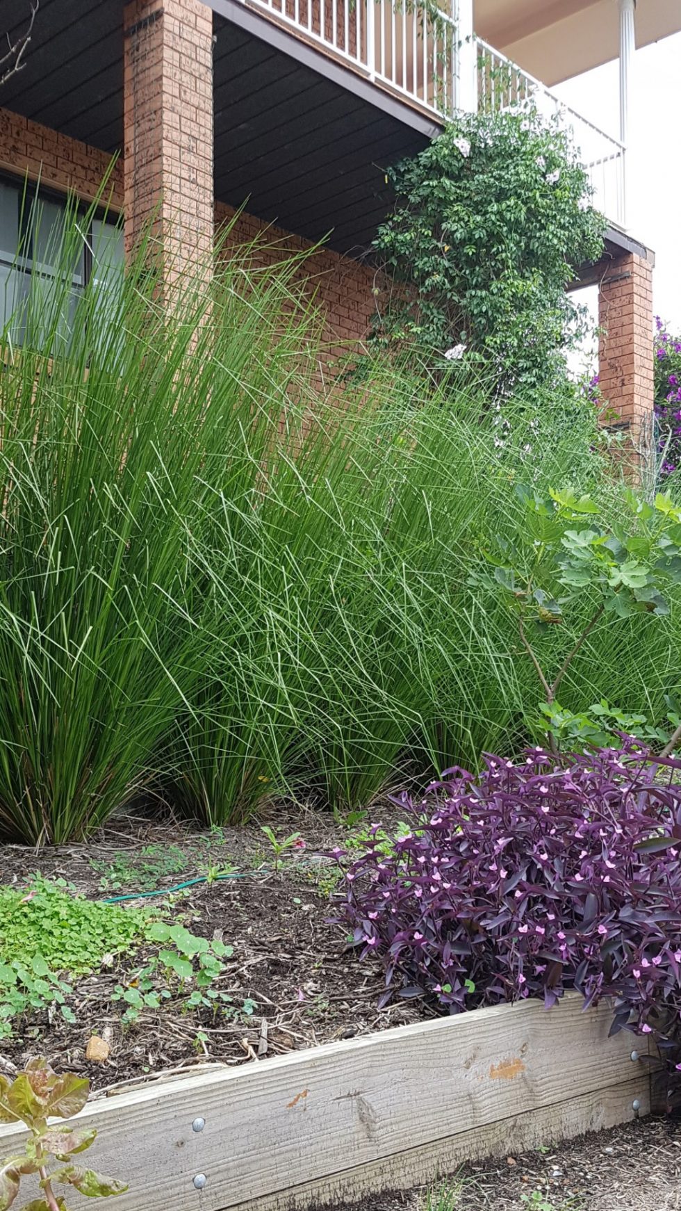 Vetiver Projects - Vetiver Australia