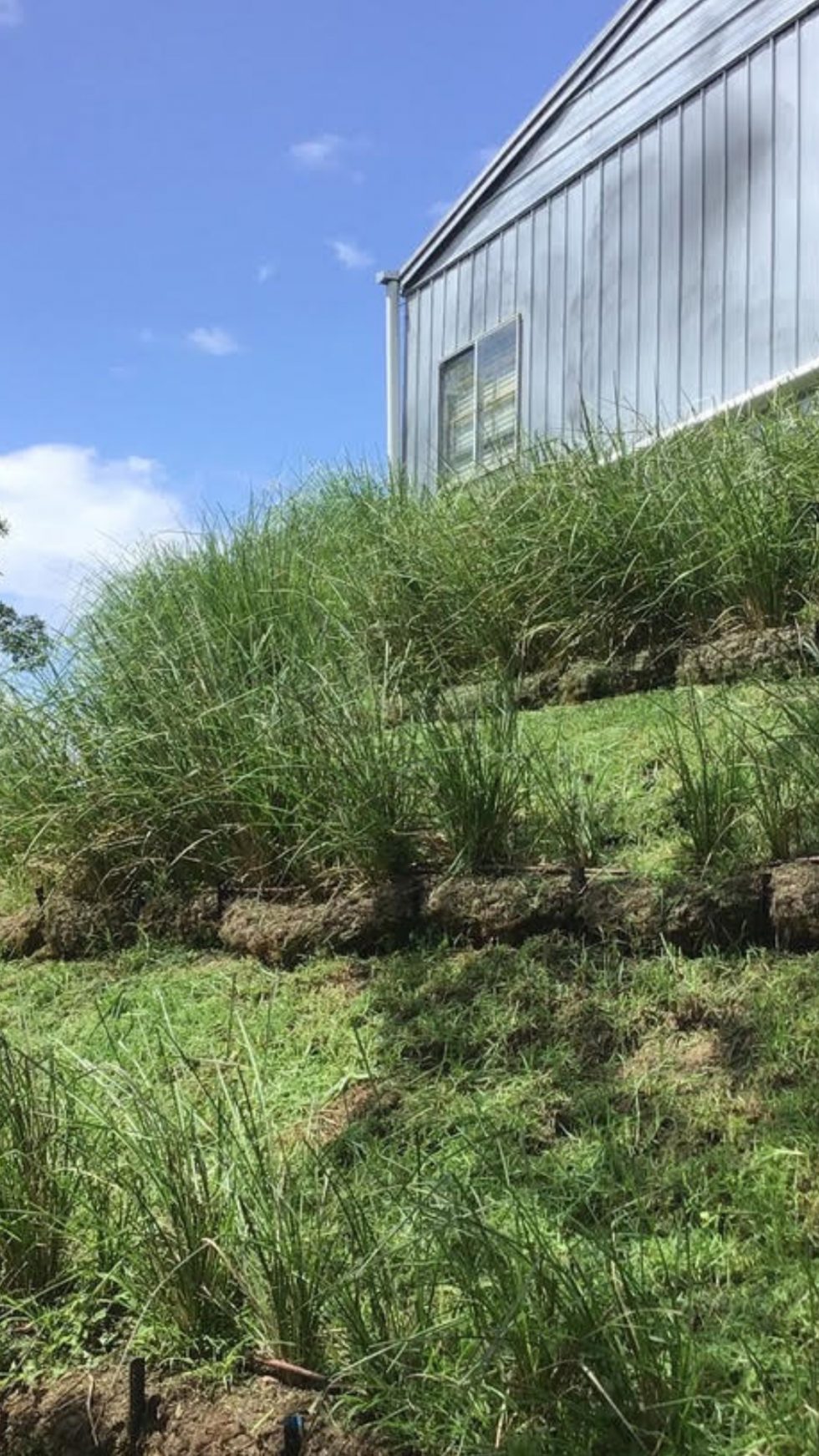 Vetiver Projects - Vetiver Australia