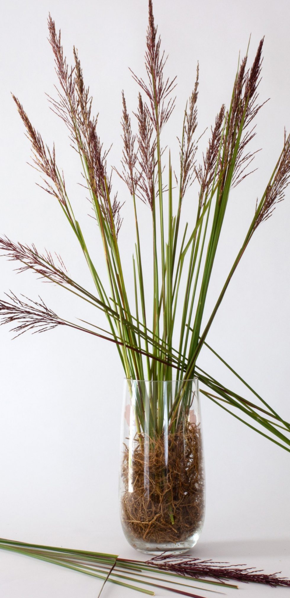 Vetiver Projects - Vetiver Australia