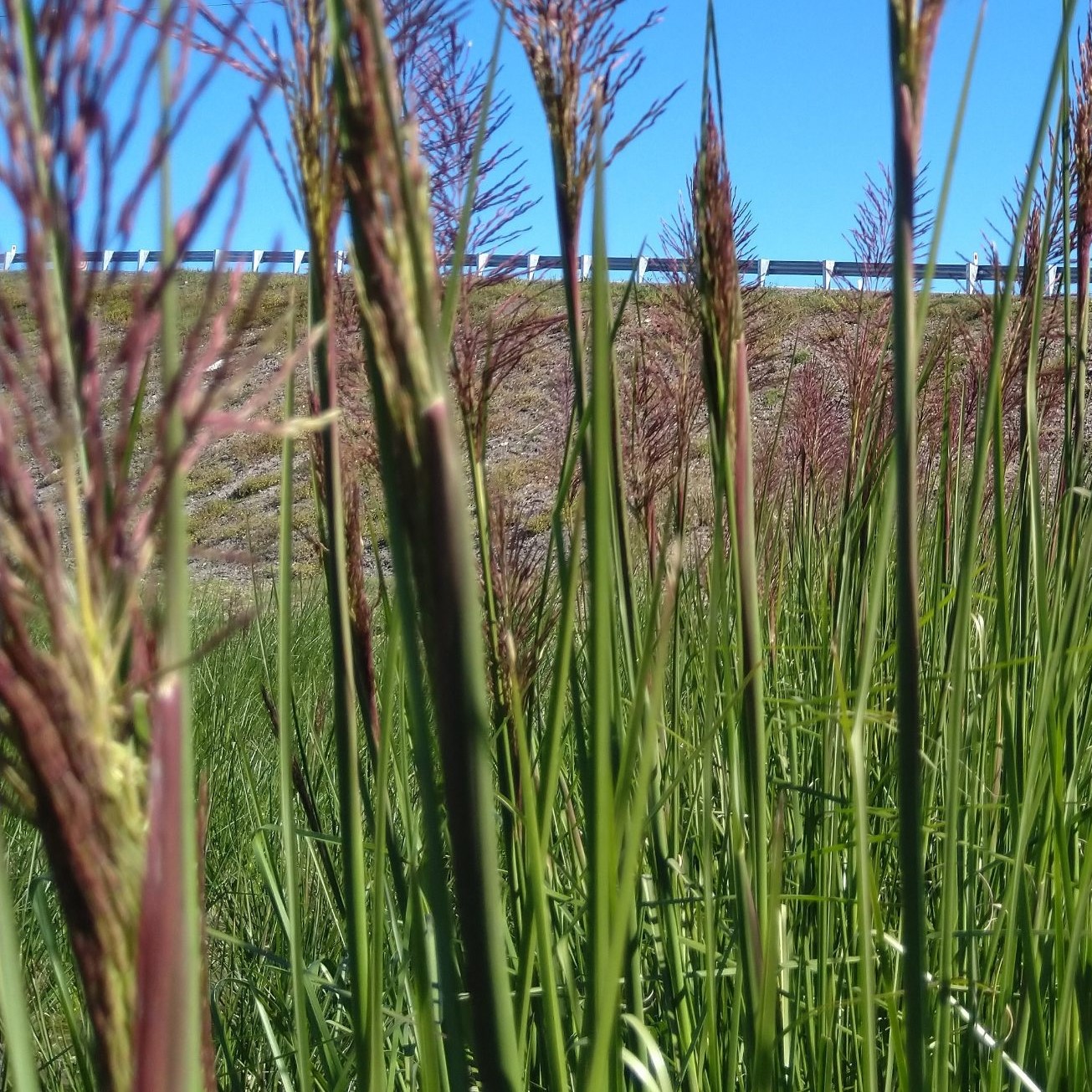 Purchase Vetiver Grass in Australia