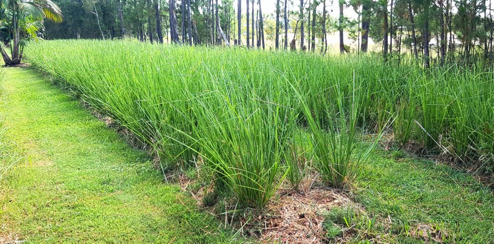 Rehabilitation with Vetiver: Restoring Degraded Lands and Ecosystems ...