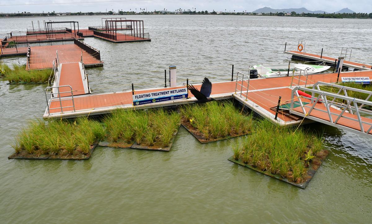 Vetiver Water Purification: Understanding Phytoremediation - Vetiver ...