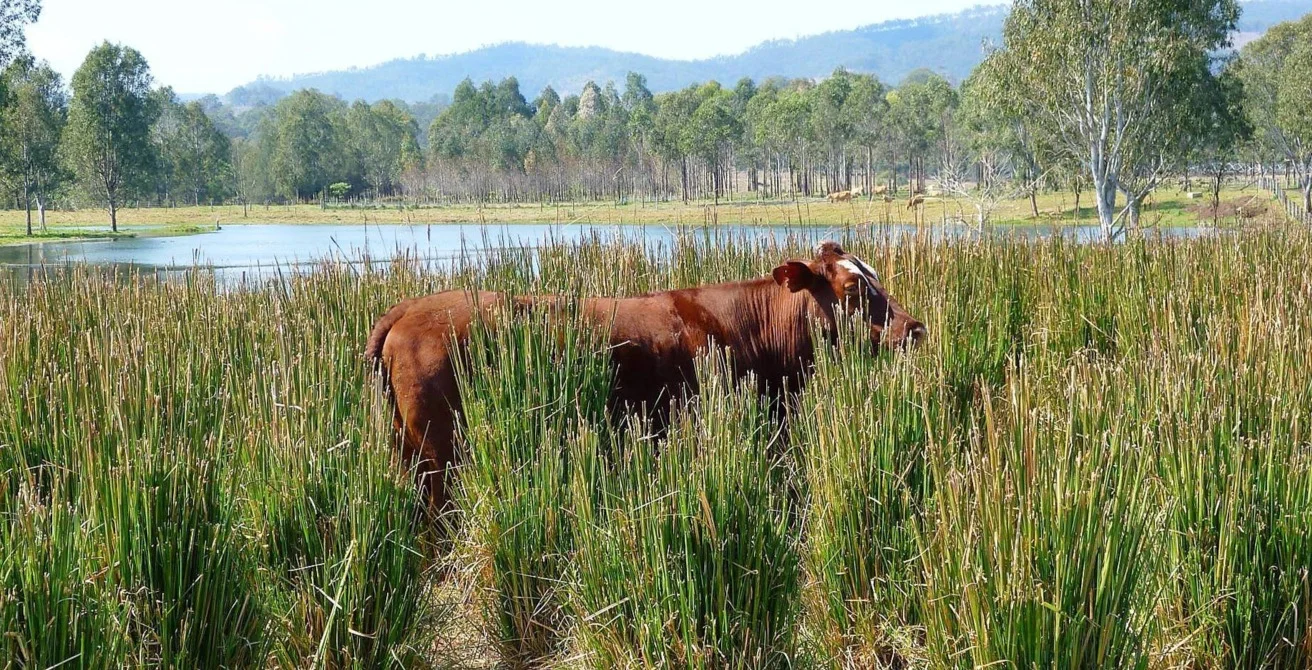 Vetiver in Agriculture – Protecting Crops and Enhancing Soil Health ...